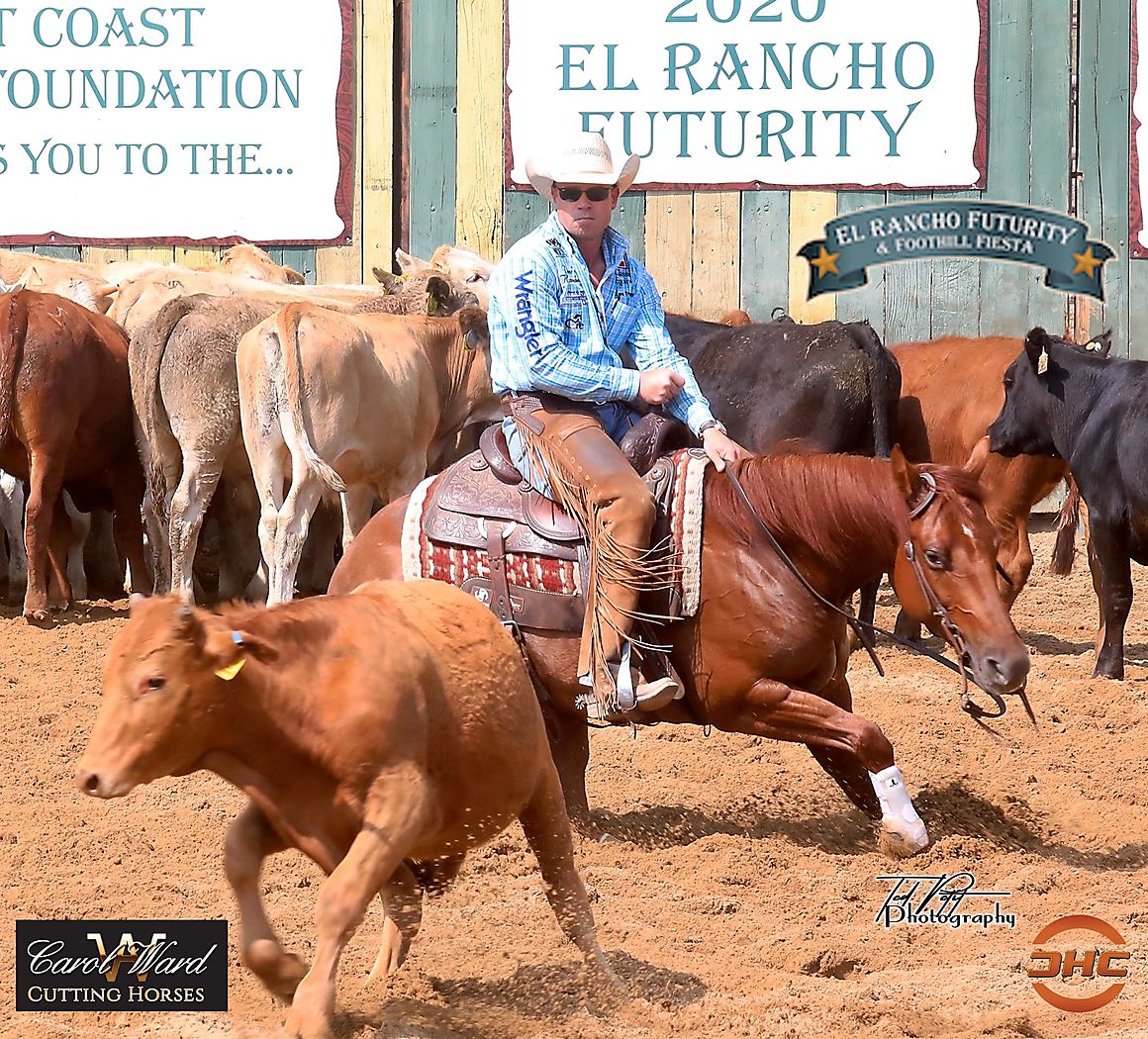 Matt Gaines : Performance Horse Central