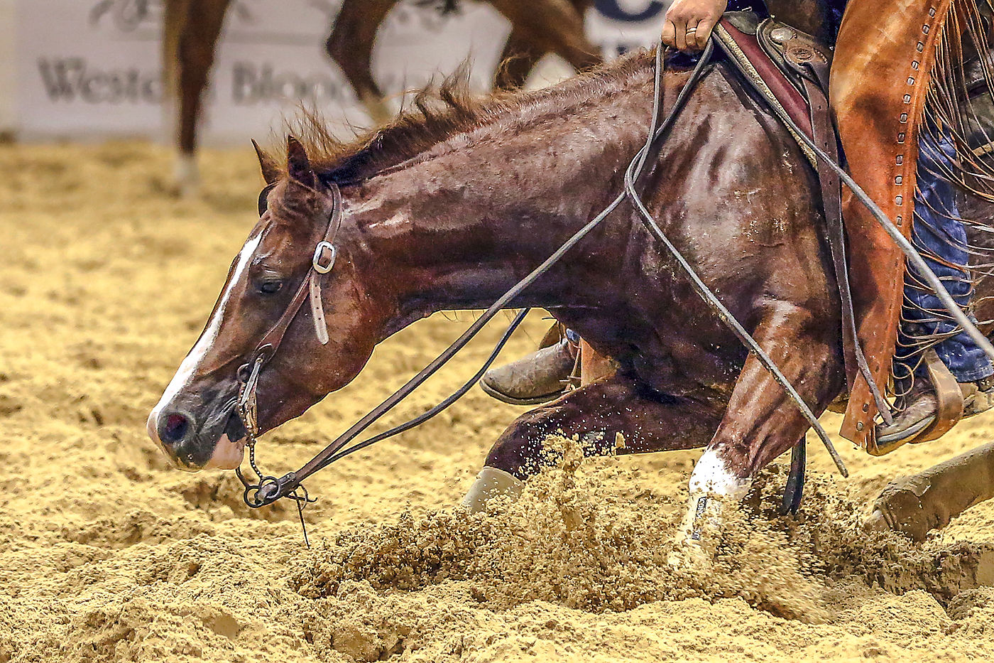 DUAL REYISH : Performance Horse Central