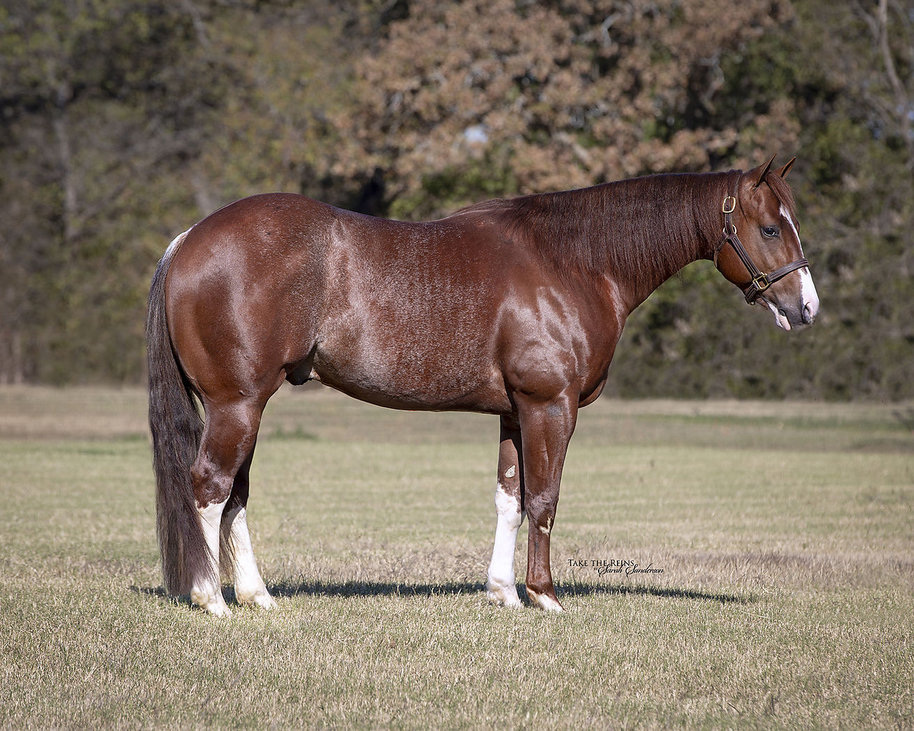 DUAL REYISH : Performance Horse Central