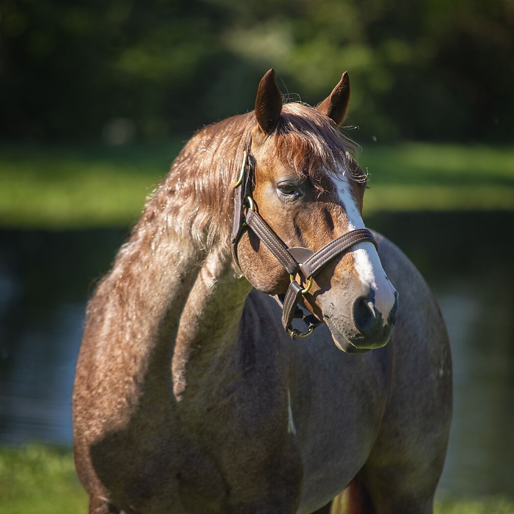 SANNMAN : Performance Horse Central