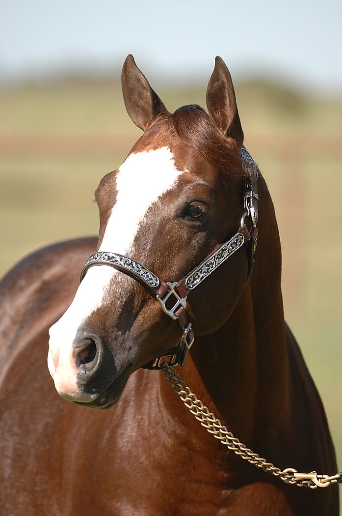 SMOOTH AS A CAT : Performance Horse Central