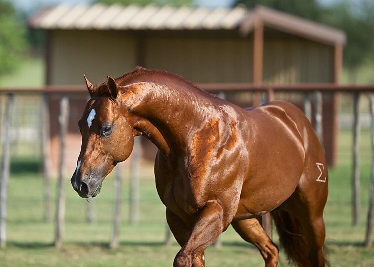 CR GOTCHA COVERED : Performance Horse Central