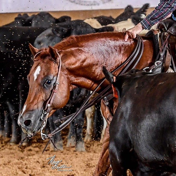 CR GOTCHA COVERED : Performance Horse Central